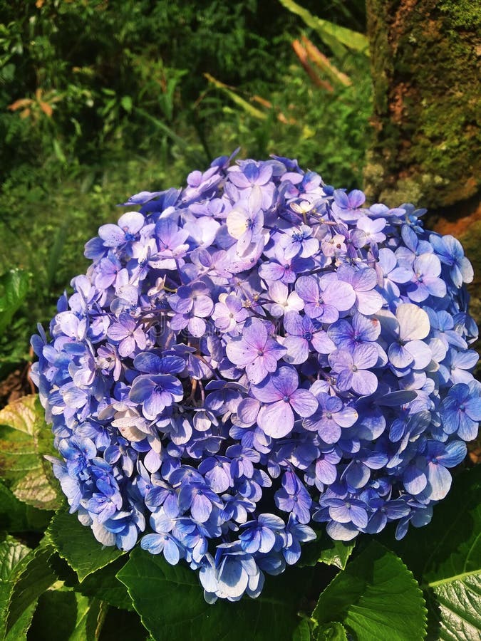 Flor perfeita foto de stock. Imagem de planta, camellia - 595478