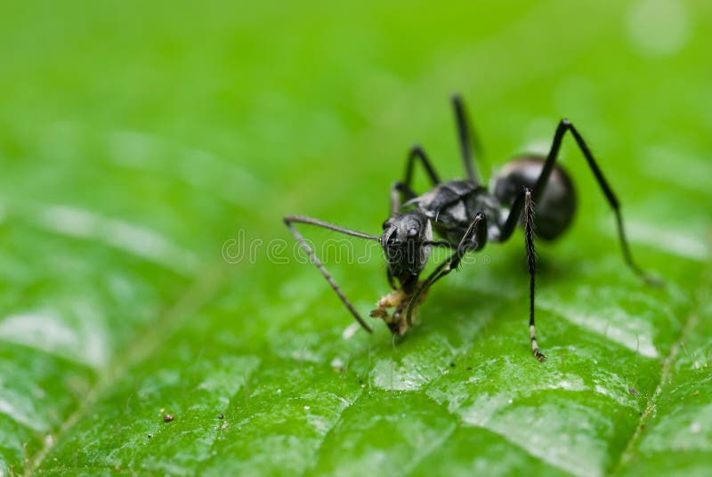 21,745 Fotos de Stock de Formiga Preta - Fotos de Stock Gratuitas e Sem ...