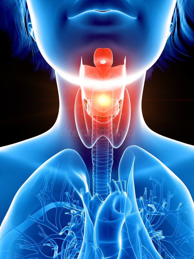 Laringe Ilustrações, Vetores E Clipart De Stock – (433 Stock Illustrations)