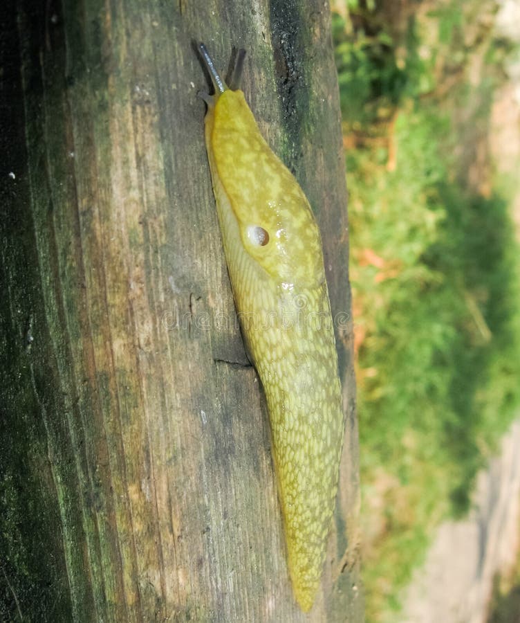 Uma Lesma Verde Numa Madeira Foto de Stock - Imagem de vida, frente ...