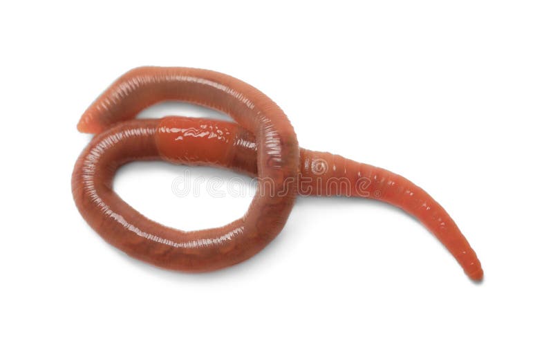 Uma Minhoca Isolada Em Branco. Invertebrados Terrestres Imagem de Stock ...