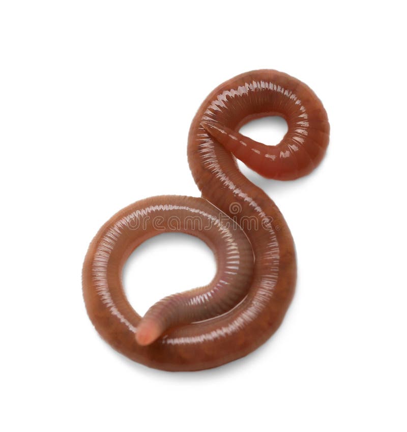 Uma Minhoca Isolada Em Branco. Invertebrados Terrestres Imagem de Stock ...