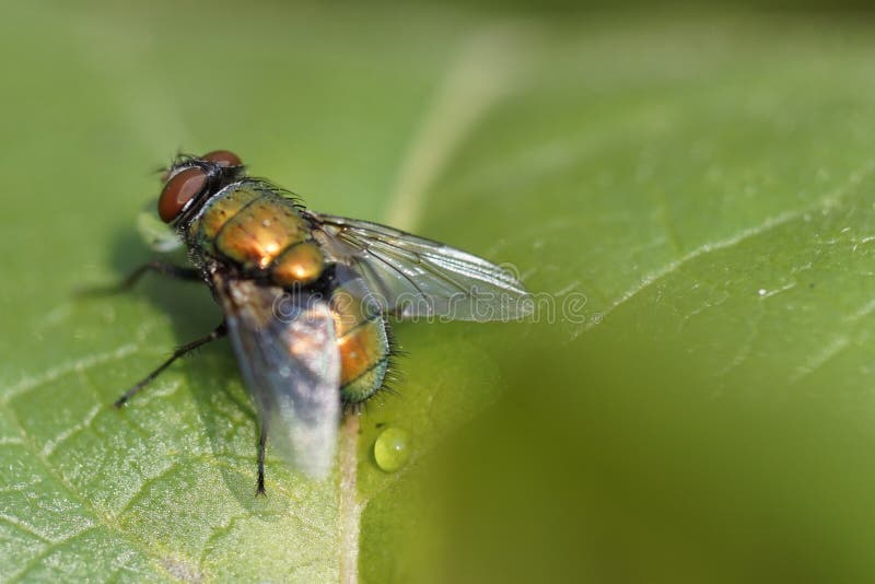 Uma Mosca Comum Colocando Um Ovo Em Uma Folha Imagem de Stock - Imagem ...