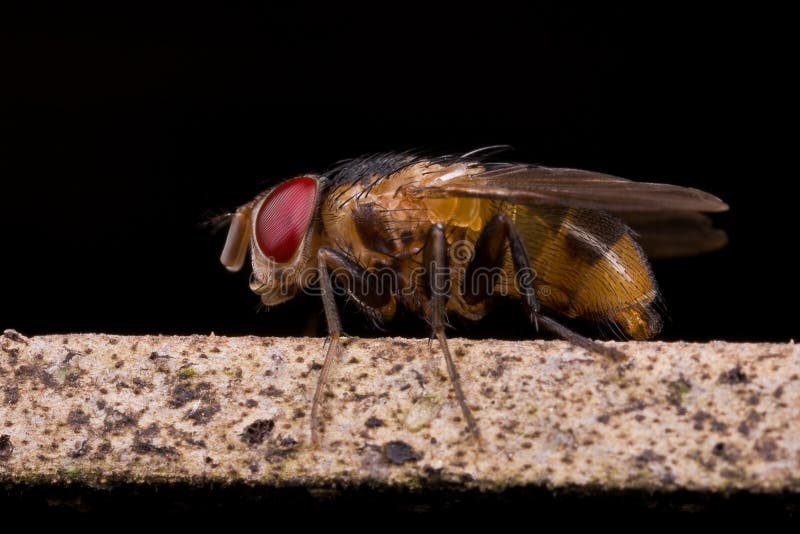 Uma Mosca Verde Recentemente Molted Do Frasco Foto de Stock - Imagem de ...