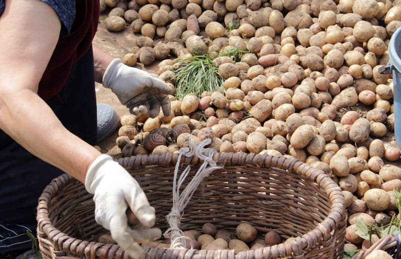 Broto Da Batata Que Cresce Na Terra Imagem de Stock - Imagem de sujeira ...