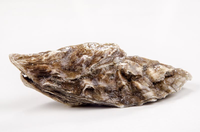 Uma ostra fechado foto de stock. Imagem de brilhante - 29504306