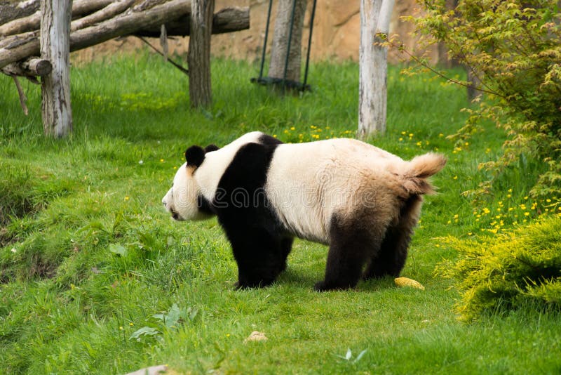 Uma panda defeca na grama imagem de stock. Imagem de merda - 101082129