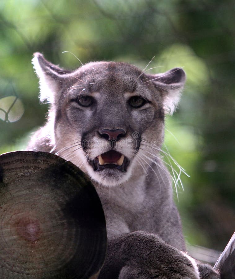 Pantera de Florida imagem de stock. Imagem de pantera - 43096227