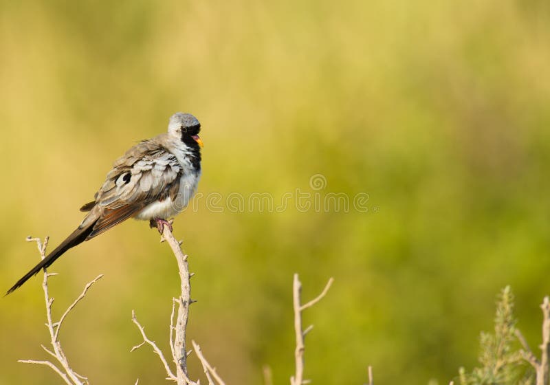 Uma Pomba Masculina De Namaqua Foto de Stock - Imagem de filial ...