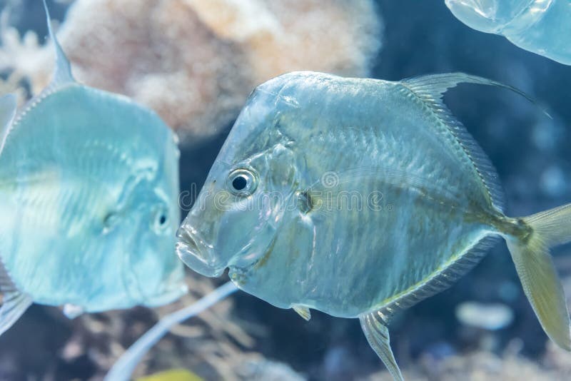 Uma Prata Dos Peixes De Selene Vomer Foto de Stock - Imagem de animal ...