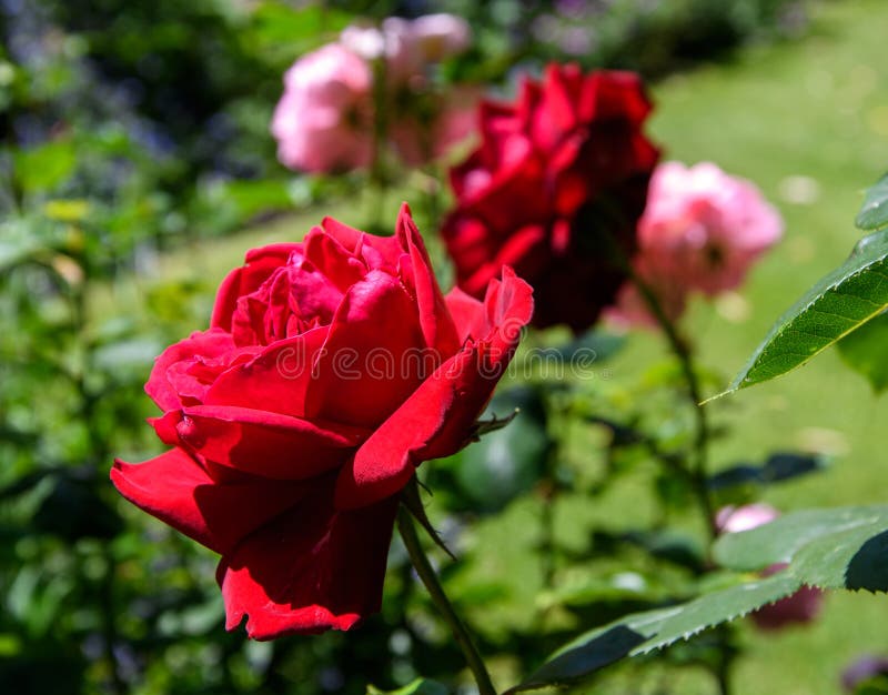 Uma rosa vermelha foto de stock. Imagem de flora, britânico - 168982814
