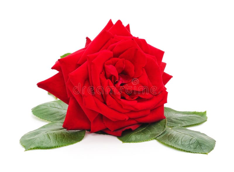 Uma rosa vermelha foto de stock. Imagem de isolado, data - 164159226