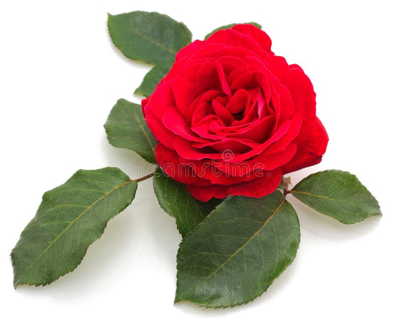 Uma rosa vermelha foto de stock. Imagem de floreado - 297320096