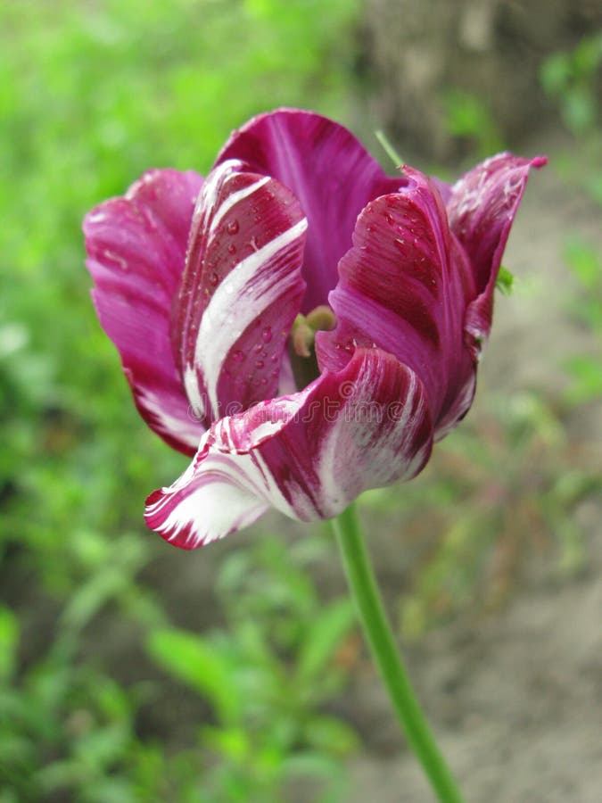 Uma Tulipa Roxa Molhada Pequena Imagem de Stock - Imagem de bonito ...