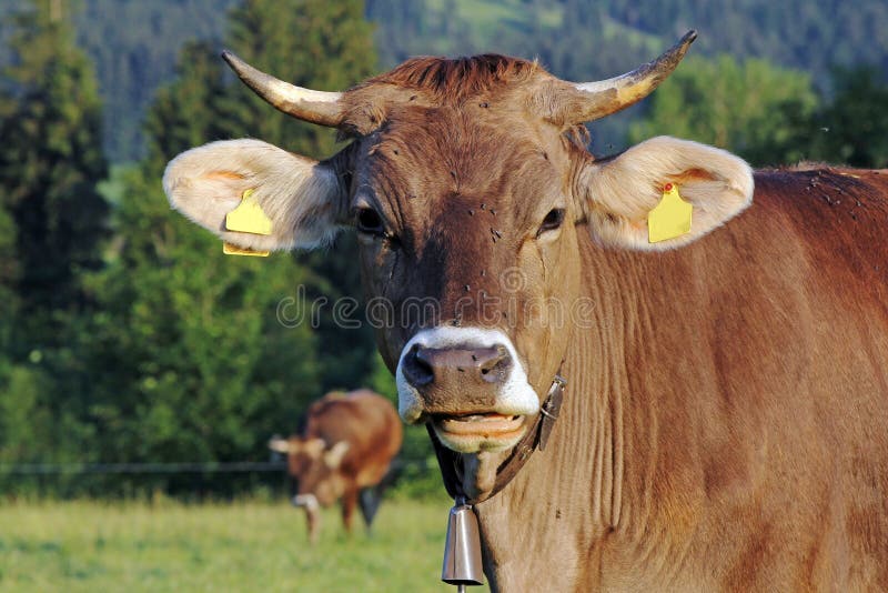 Uma vaca bonita foto de stock. Imagem de alemanha, marrom - 25732808