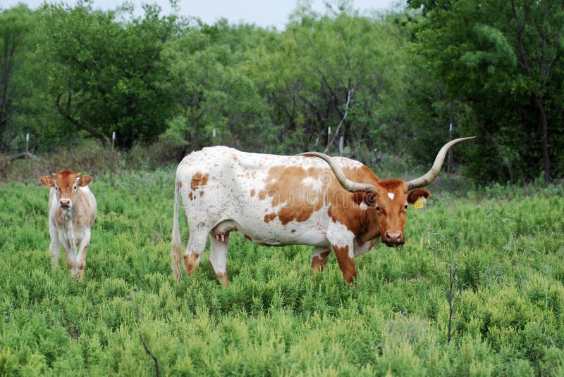 Uma Vaca E Uma Vitela De Texas Longhorn Imagem de Stock - Imagem de ...
