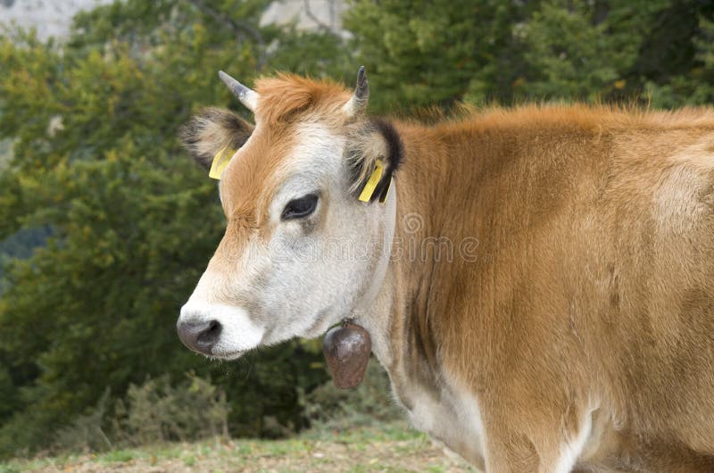 Uma Vaca Marrom Branca Com Sino Imagem de Stock - Imagem de ninguém ...