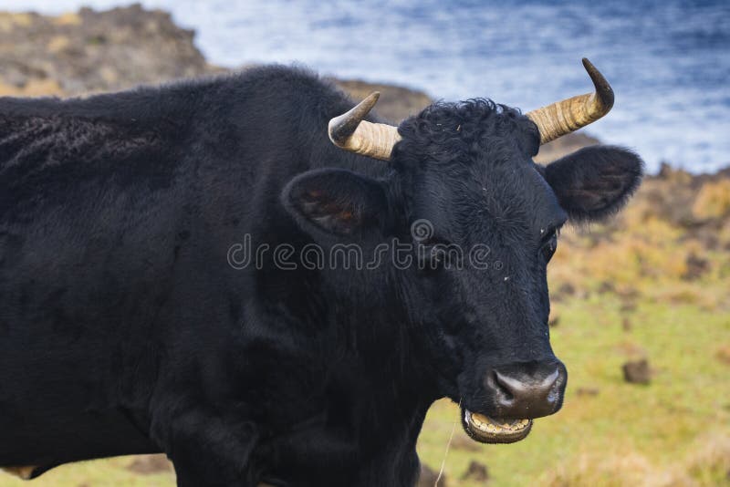 Uma Vaca Preta Com Boca Aberta Imagem de Stock - Imagem de console ...