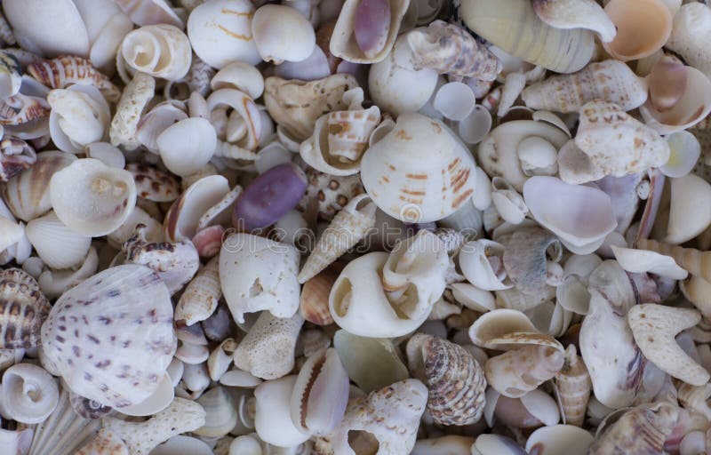 Uma Variedade De Conchas Do Mar Shell Coloridos Do Molusco Textura Da Concha Do Mar Foto de ...