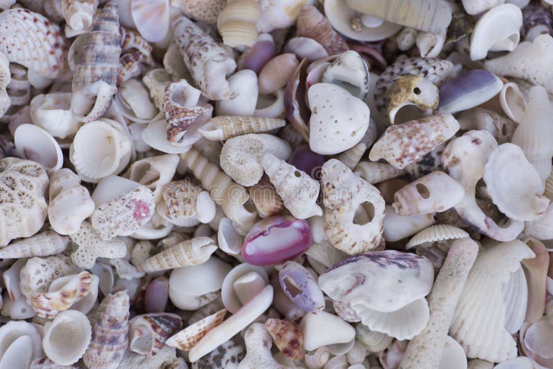 Uma Variedade De Conchas Do Mar Shell Coloridos Do Molusco Textura Da ...