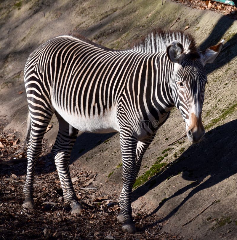 Uma zebra nova de Grevys fotografia editorial. Imagem de retrato - 64217632
