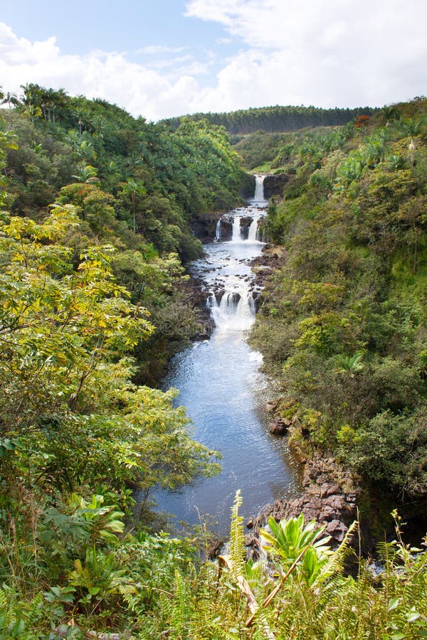 Red Ti Plant and Umauma Falls Stock Image - Image of beauty, light ...