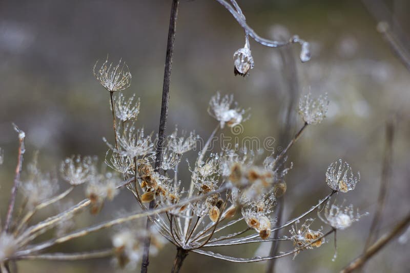 Umbelliferae Apiaceae Plants Covered with Ice Stock Image - Image of ...