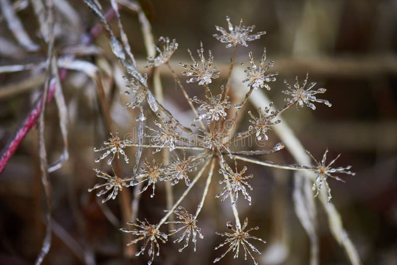 Umbelliferae Apiaceae Plants Covered with Ice Stock Image - Image of ...