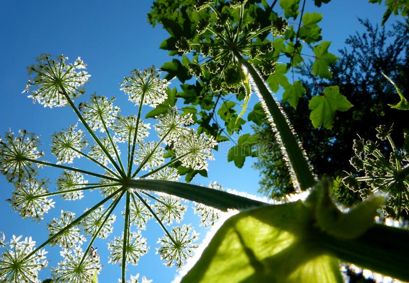 Apiaceae (Umbelliferae). imagem de stock. Imagem de rural - 7434257