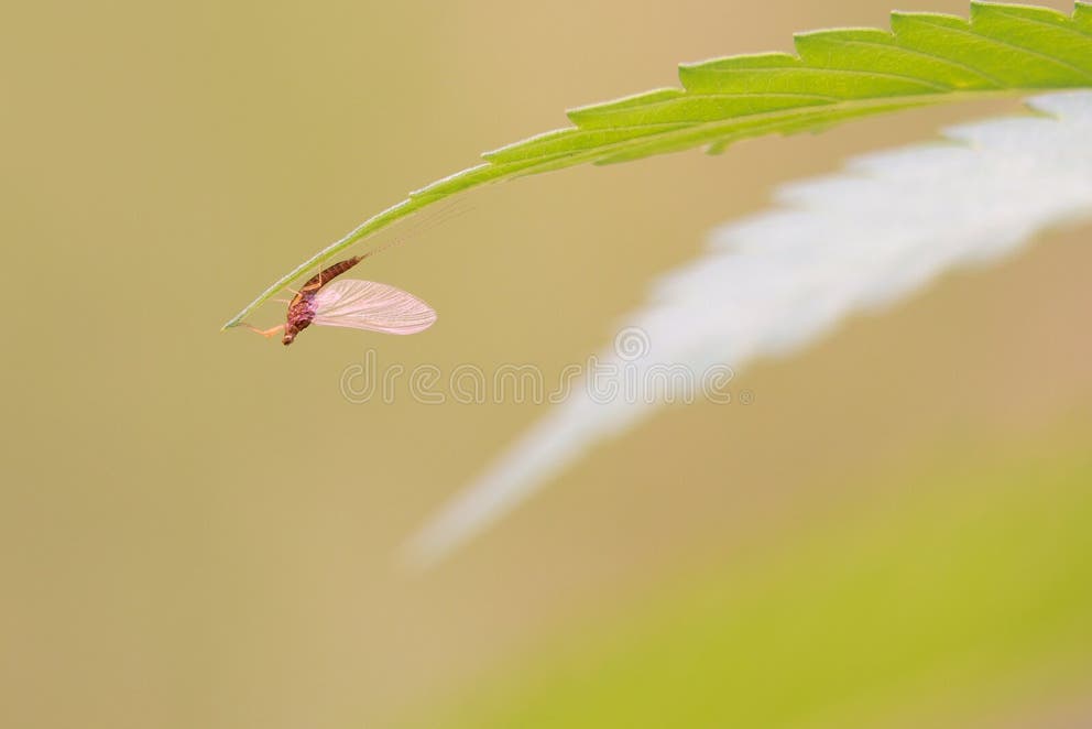 Umber mayfly stock photo. Image of ephemeroptera, ephemerida - 280067420