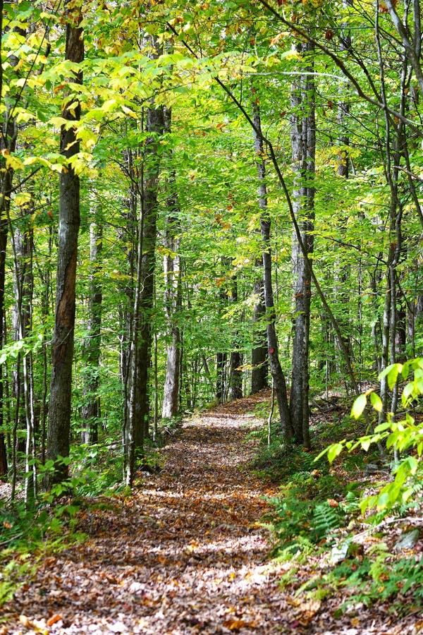 Umber Path of Fallen Leaves Under Late September Greenery Stock Image ...
