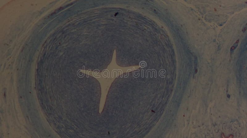 Umbilical Cord in Cross Section Stock Footage - Video of microscope ...