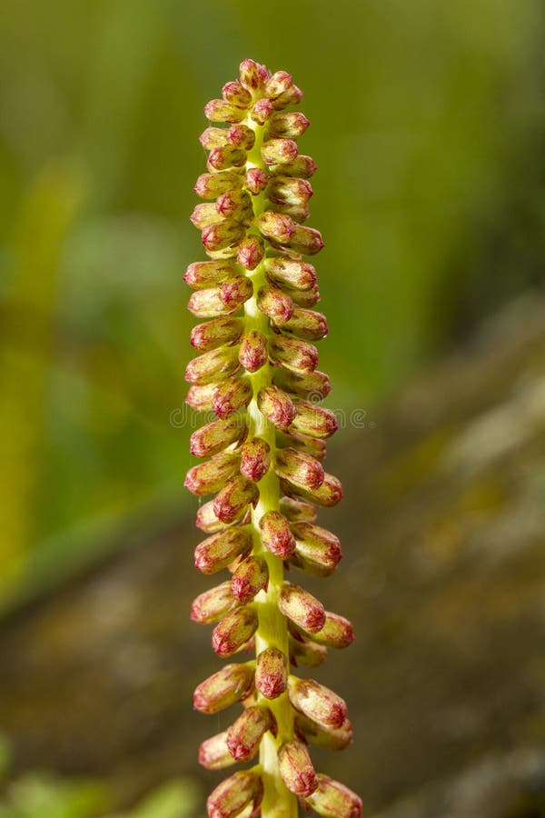 Umbilicus Rupestris - Wild Flower Stock Photo - Image of species ...