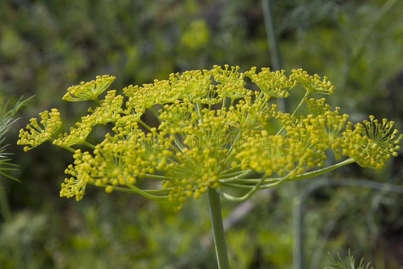 Umbrella flowering dill stock photo. Image of organic - 89732620