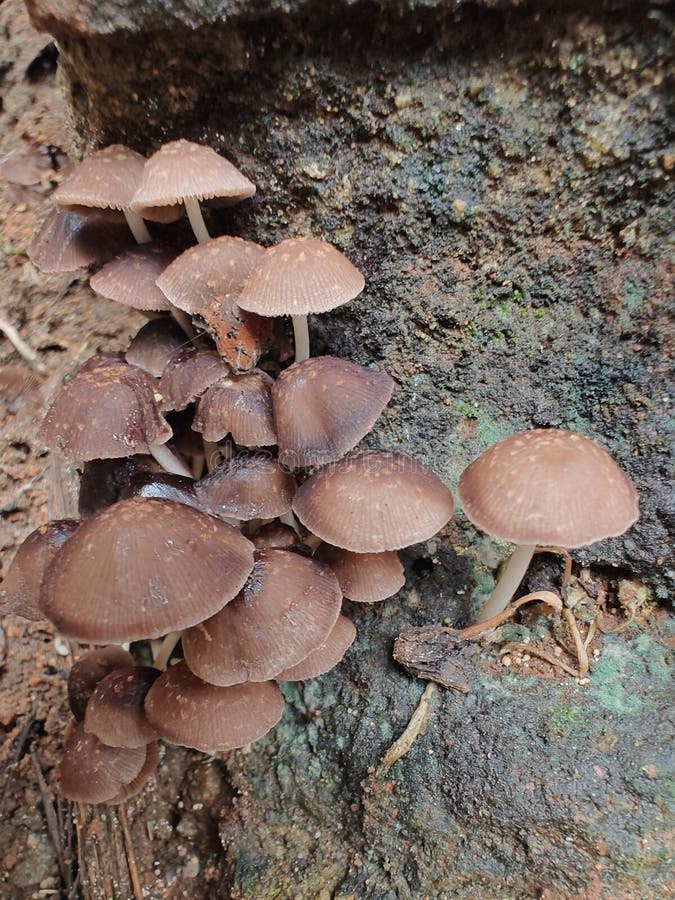 Umbrella-like Mushrooms on an Old Abandoned Wall. Stock Photo - Image ...