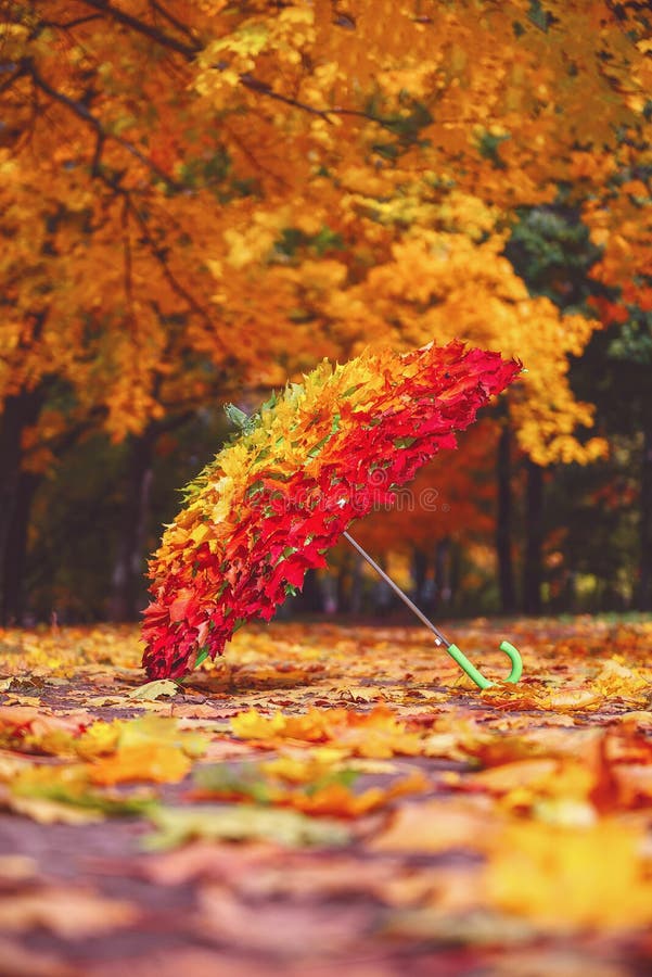 Umbrella of Maple Leaves. Autumn. Rainbow of Leaves Stock Image - Image ...