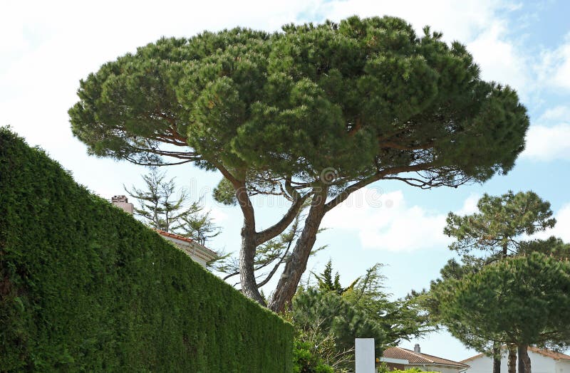 Umbrella Pine Behind a Hedge Stock Image - Image of pine, umbrella ...