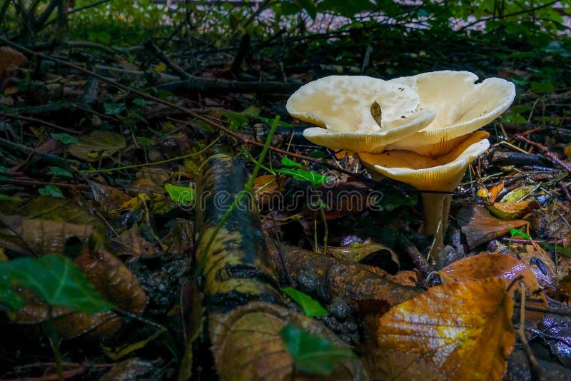 White Umbrella Shaped Toadstool Stock Image - Image of fungi, fungus ...