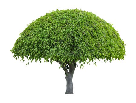 Umbrella Shaped Tree Isolated on White Background Stock Image - Image ...