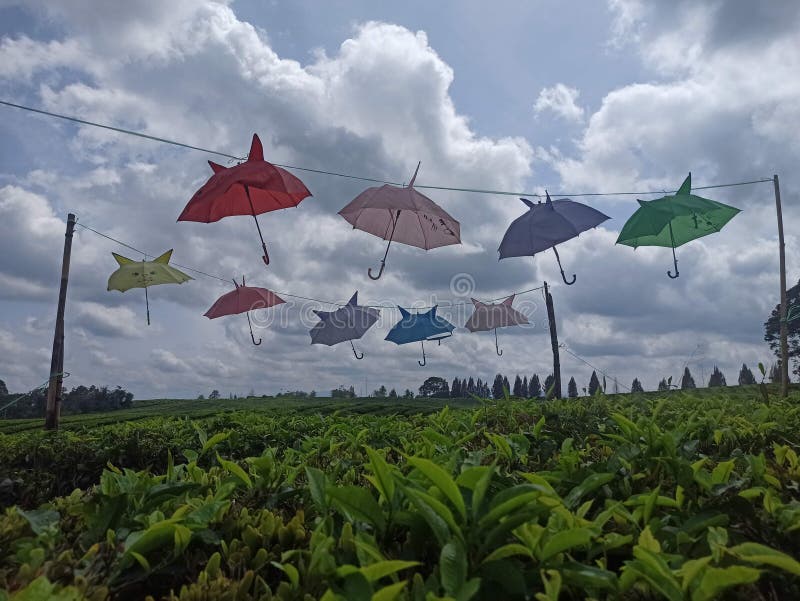 Umbrella, Tea Garden, Landscape Editorial Photo - Image of garden ...