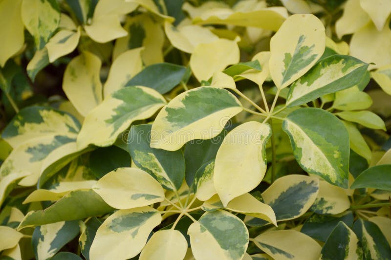 Umbrella Tree in Nature Garden Stock Image - Image of tree, umbrella ...