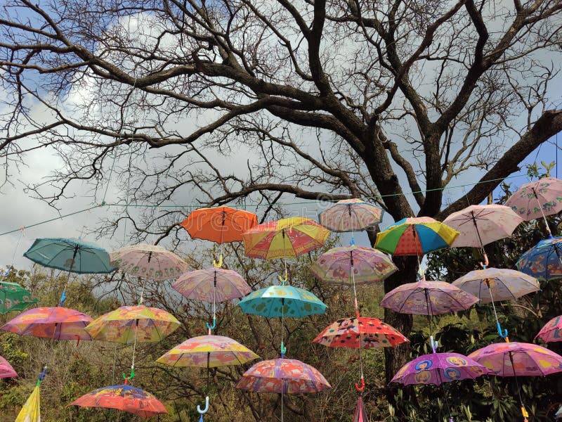 Umbrellas hanging on tree stock image. Image of clothing - 366582957