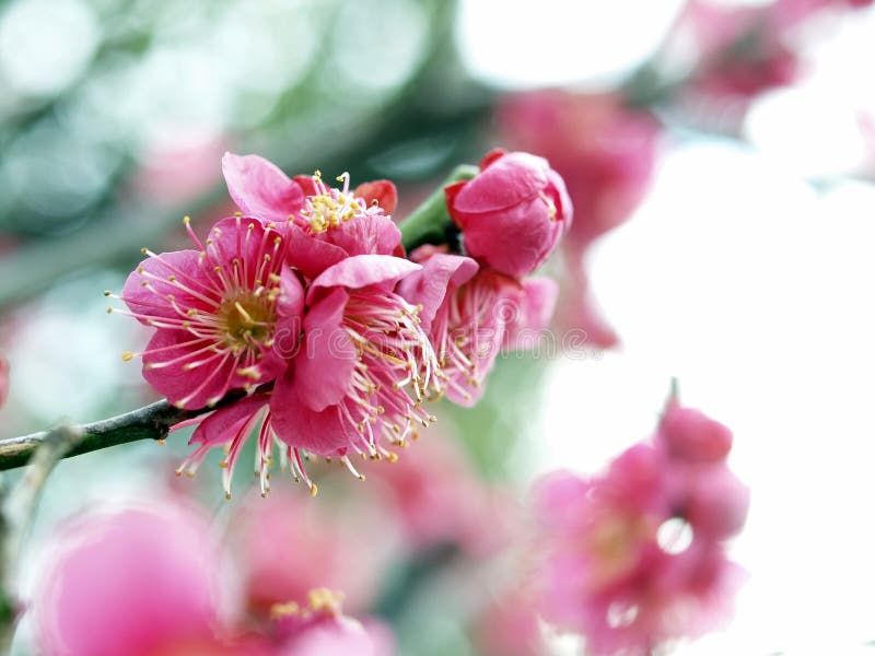 Ume Blossom stock image. Image of foliage, cherry, oregon - 17999395