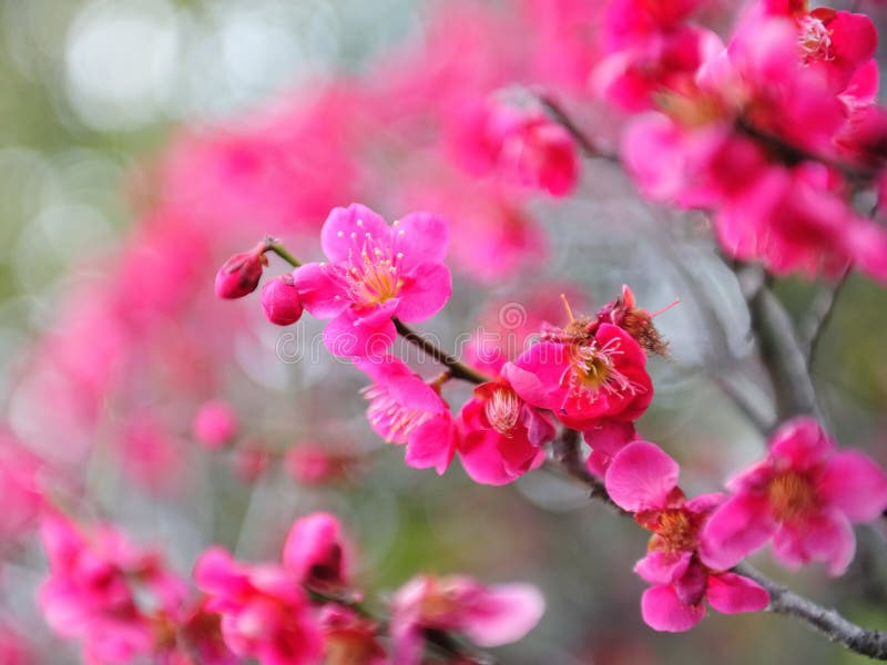 Ume blossom stock photo. Image of spring, nature, beautiful - 19030498