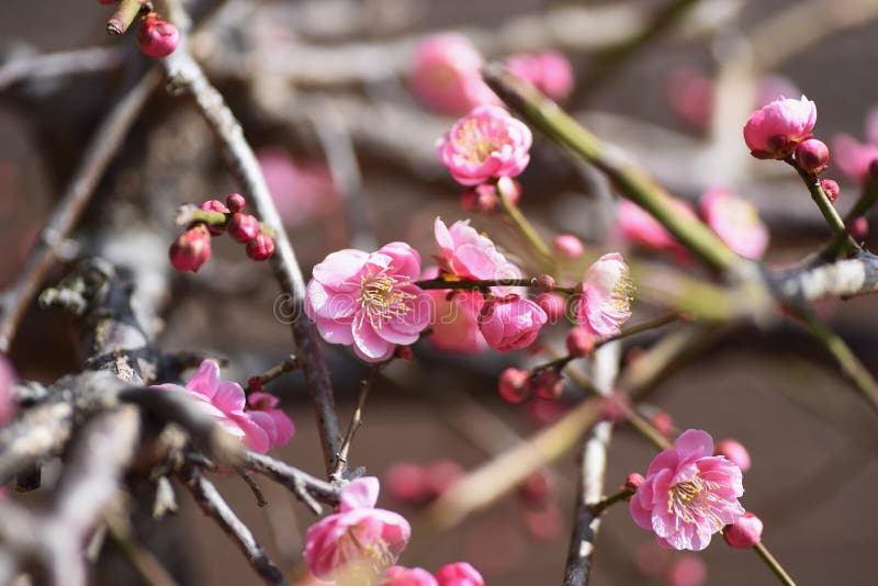 Ume blossoms stock image. Image of color, japan, background - 172033295