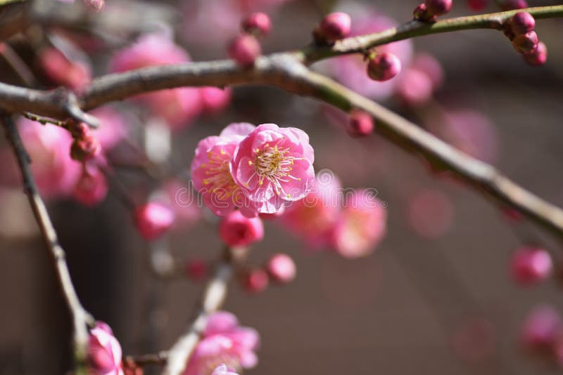 Ume blossoms stock photo. Image of landscape, beautiful - 172033316