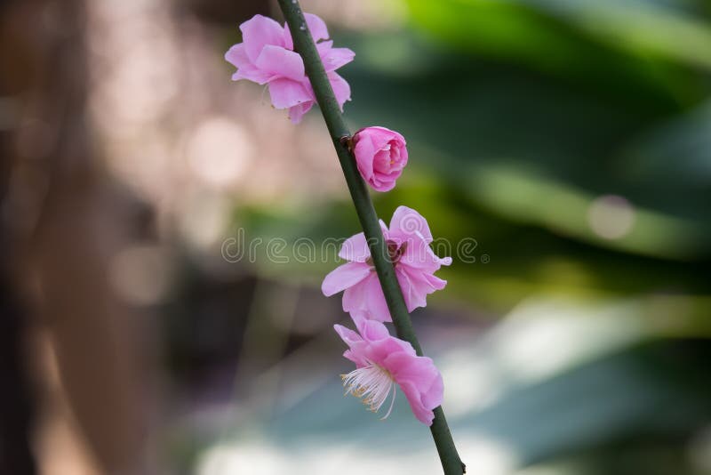 Ume stock image. Image of fresh, beauty, beautiful, branch - 67531399