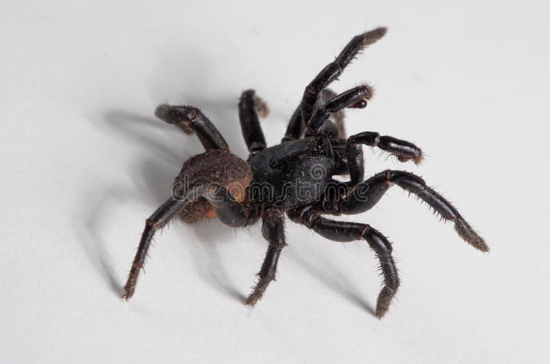 Spider attack stock image. Image of fatal, bright, legs - 27240009
