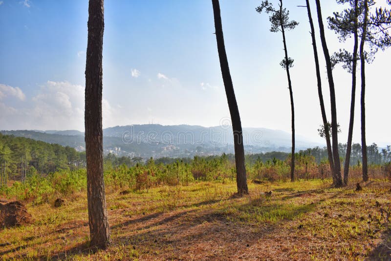 Umpling Shillong Meghalaya Forest Stock Photo - Image of umpling, leaf ...