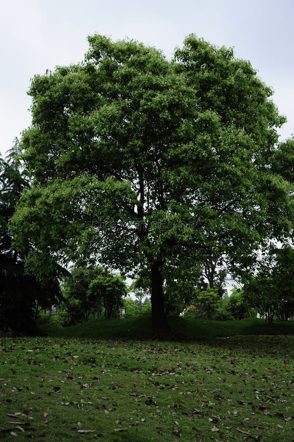 Un árbol De Alcanfor Perfecto Imagen de archivo - Imagen de historia ...